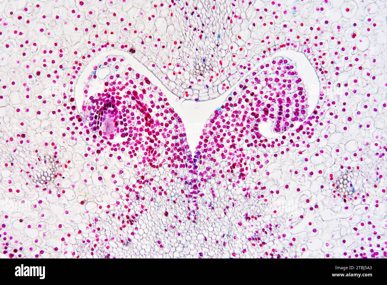 Ovaire lys microscope Banque de photographies et d’images à haute ...