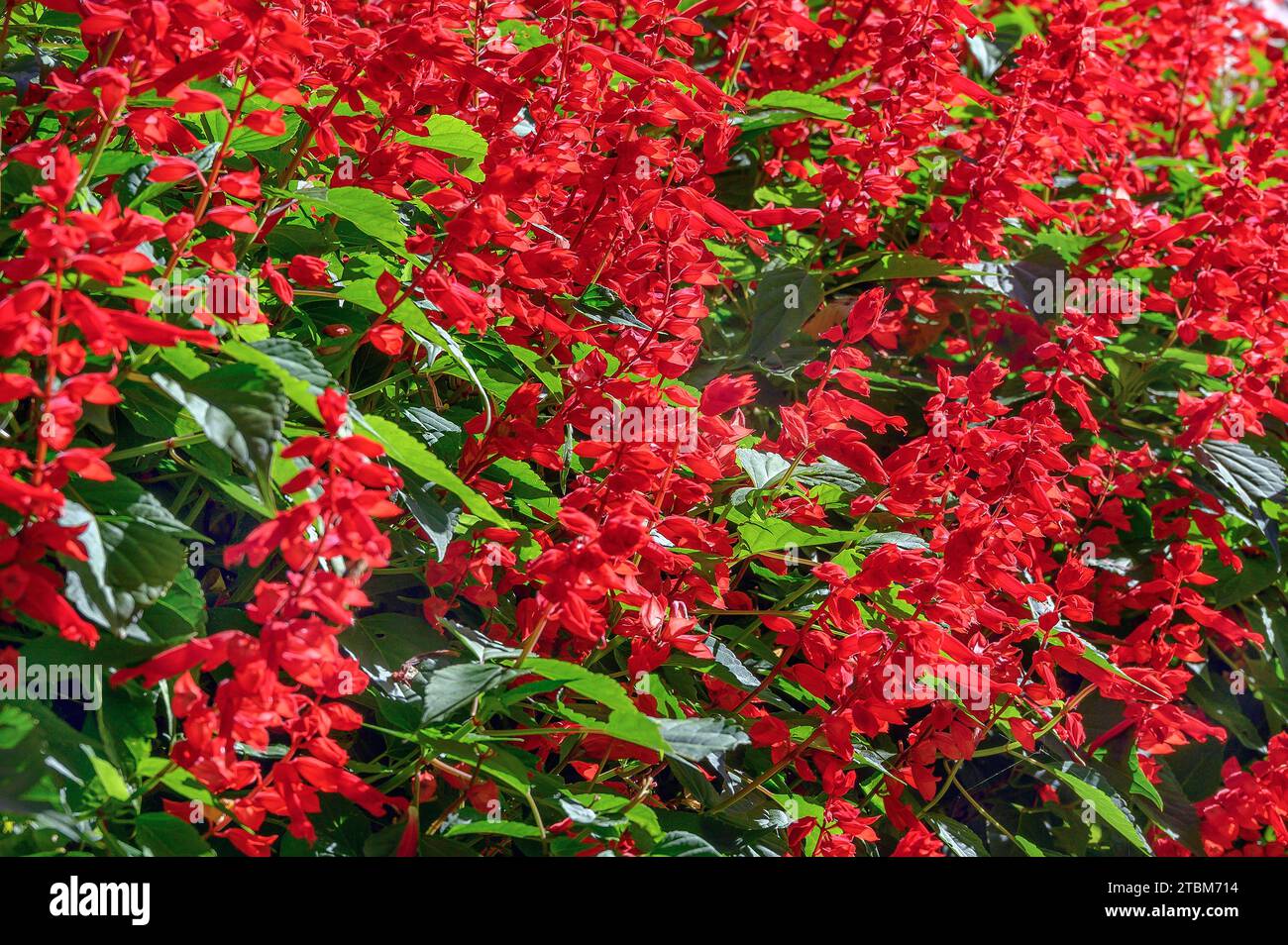 Plante de sauge écarlate Banque de photographies et d’images à haute ...