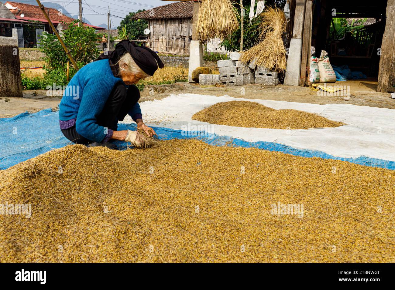 Moisson de riz Banque de photographies et d’images à haute résolution ...