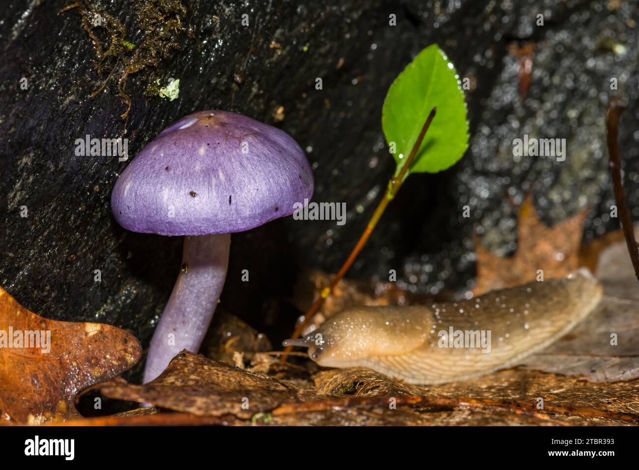 Cort violet Banque de photographies et d’images à haute résolution - Alamy
