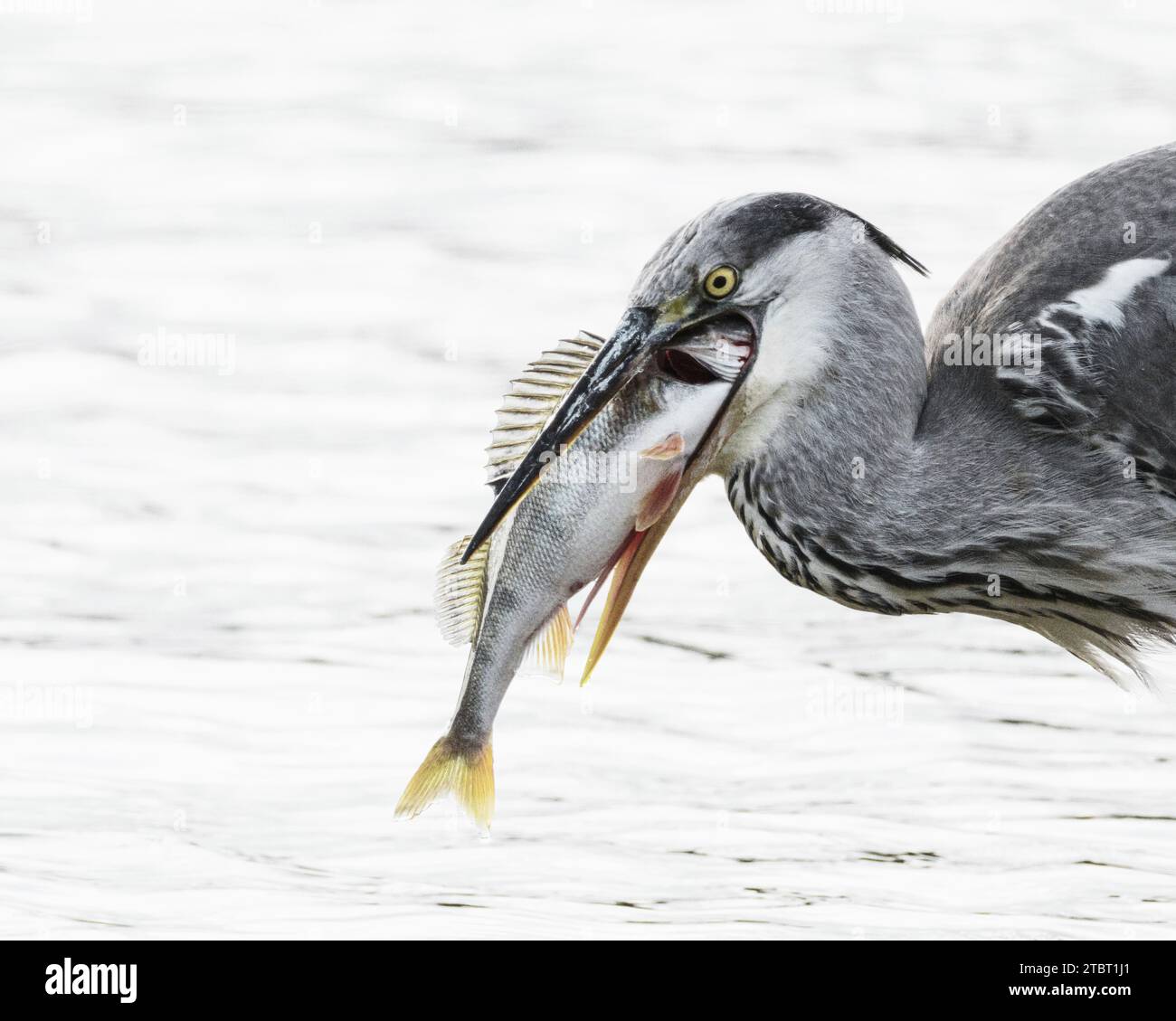 Perche grise Banque de photographies et d’images à haute résolution - Alamy
