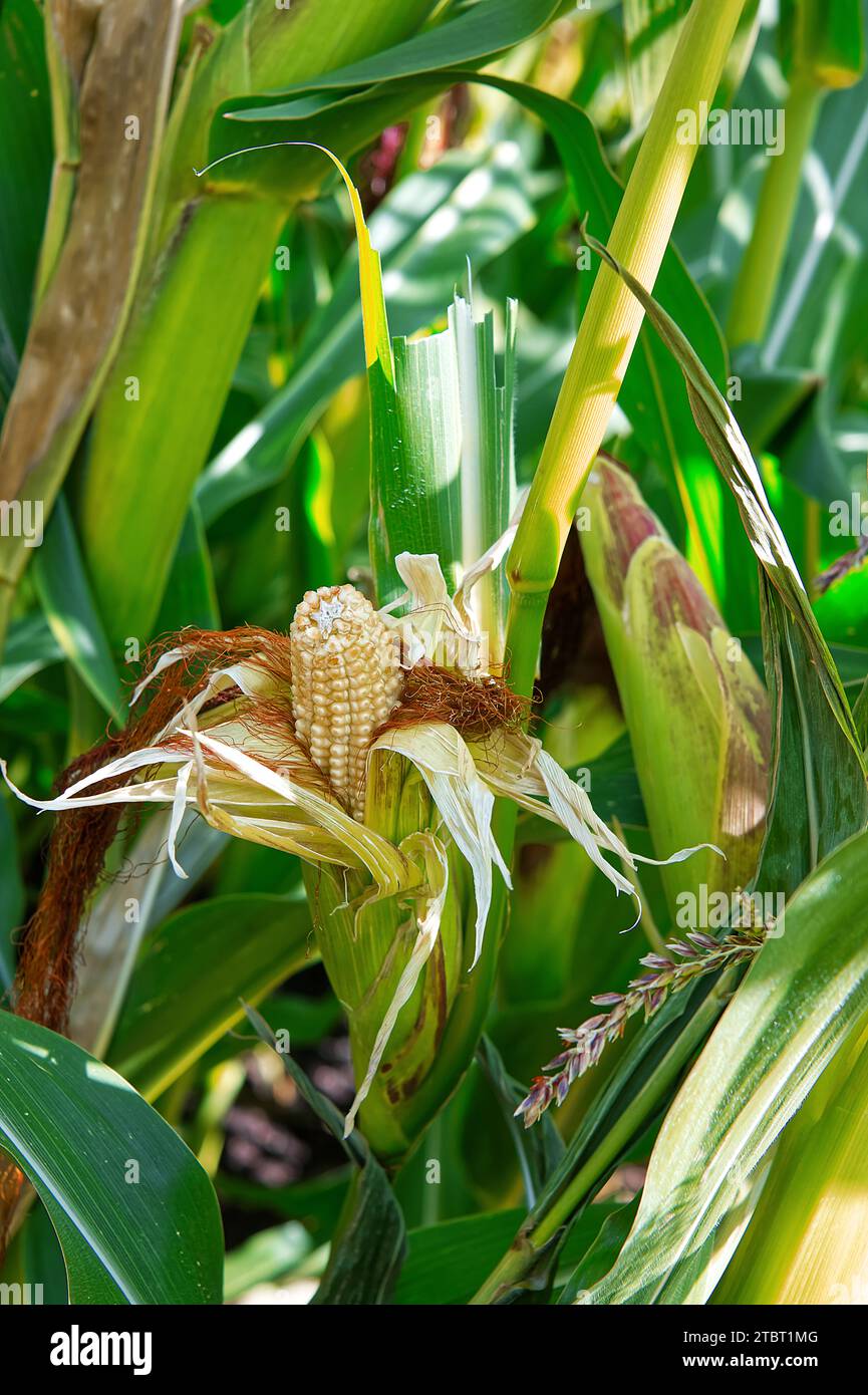 Planta de maiz para colorear Banque de photographies et d’images à ...