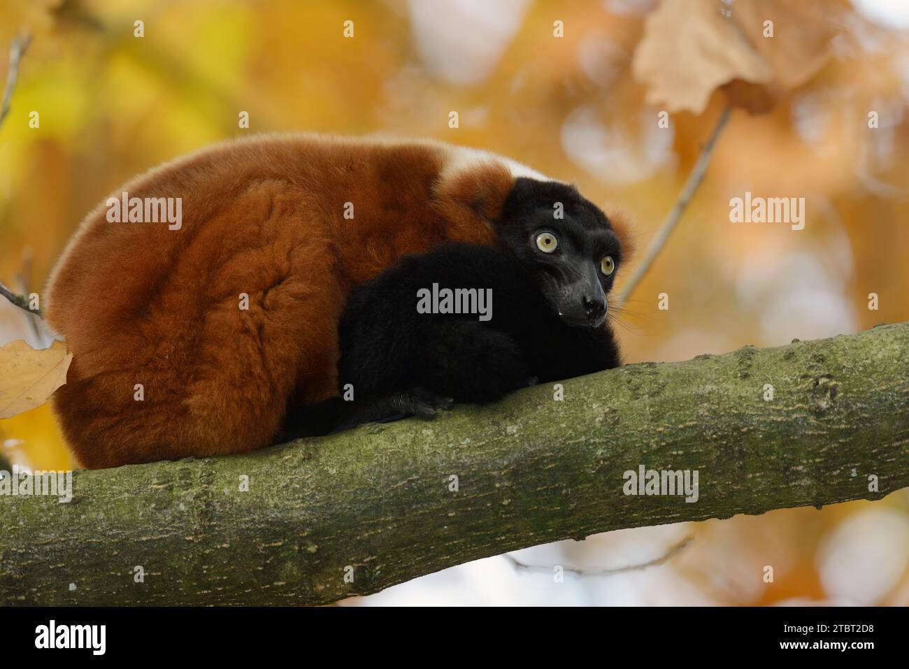 Varecia variegata rubra Banque de photographies et d’images à haute ...