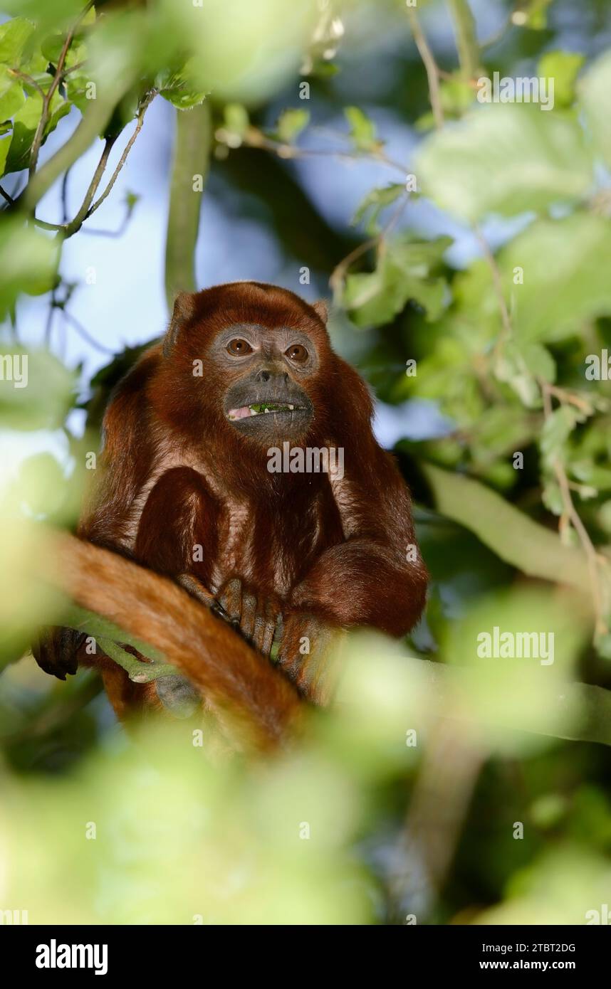 Singes hurleurs rouges Banque de photographies et d’images à haute ...