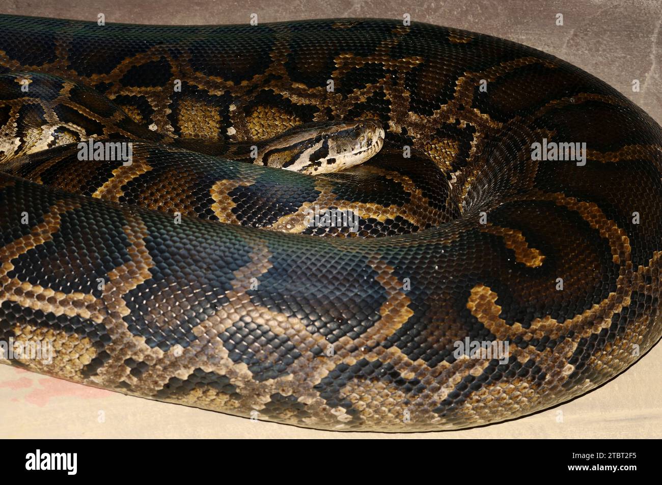 Tiger python Banque de photographies et d’images à haute résolution - Alamy