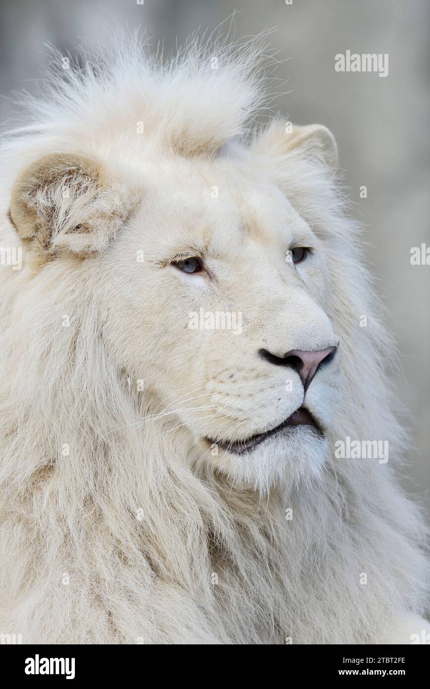 Lion blanc panthera leo Banque de photographies et d’images à haute ...