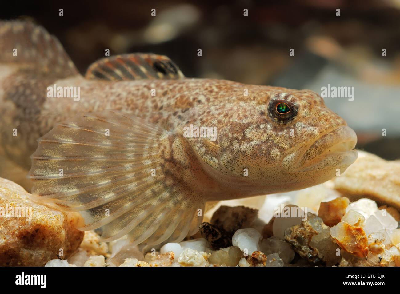 Alpine bullhead Banque de photographies et d’images à haute résolution ...