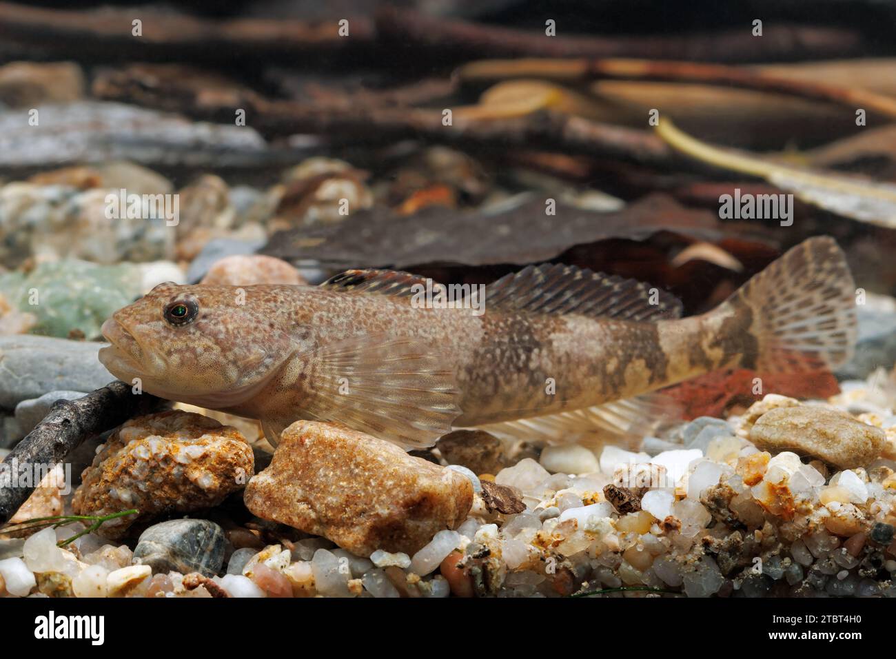 Alpine bullhead Banque de photographies et d’images à haute résolution ...