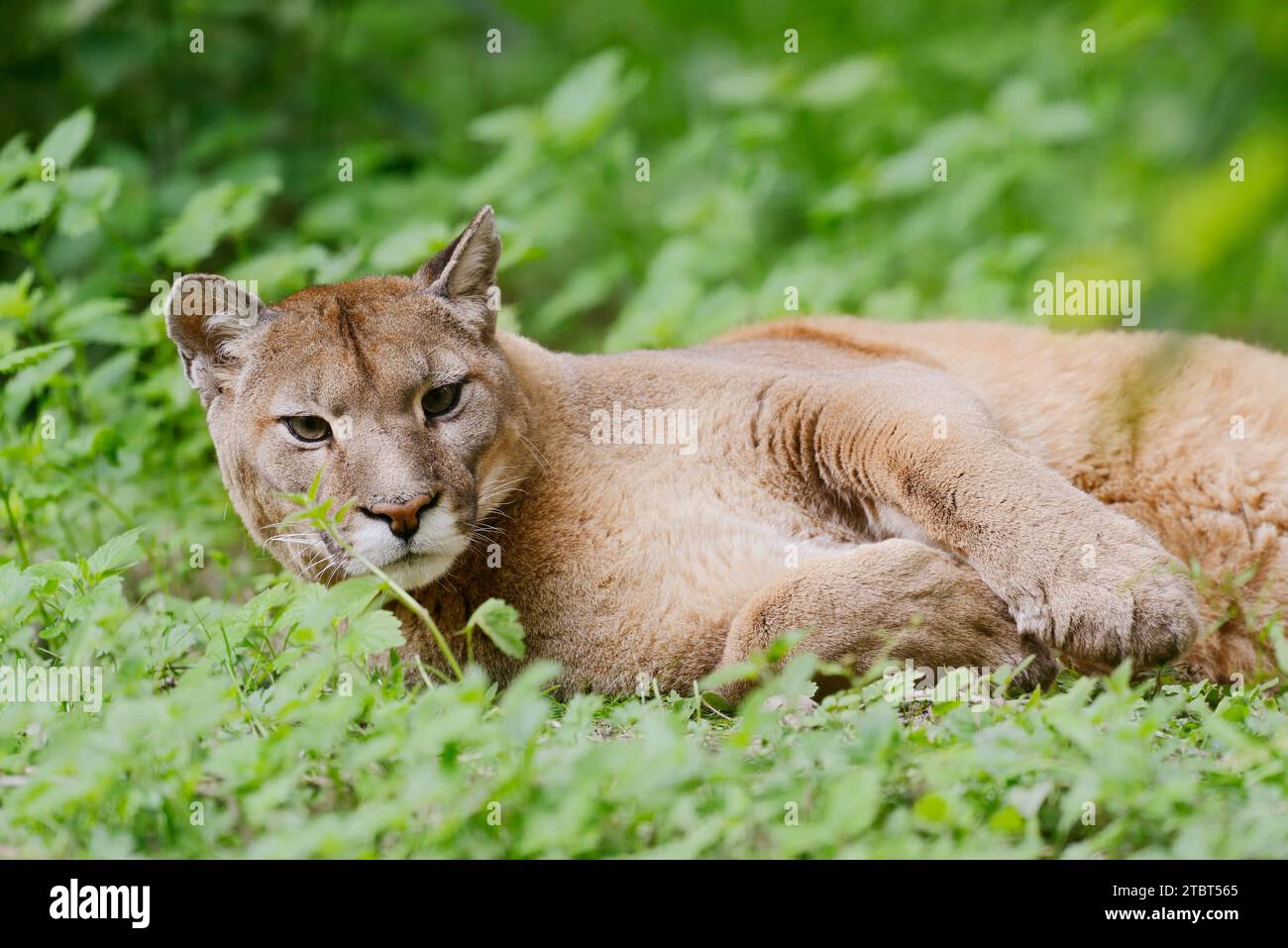 Puma puma lion de montagne Banque de photographies et d’images à haute ...