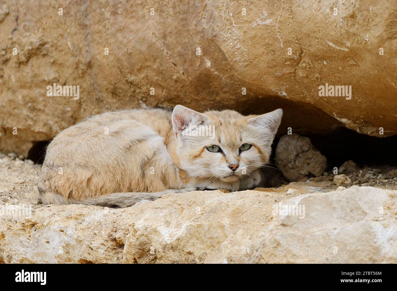 Chat du désert Banque de photographies et d’images à haute résolution ...