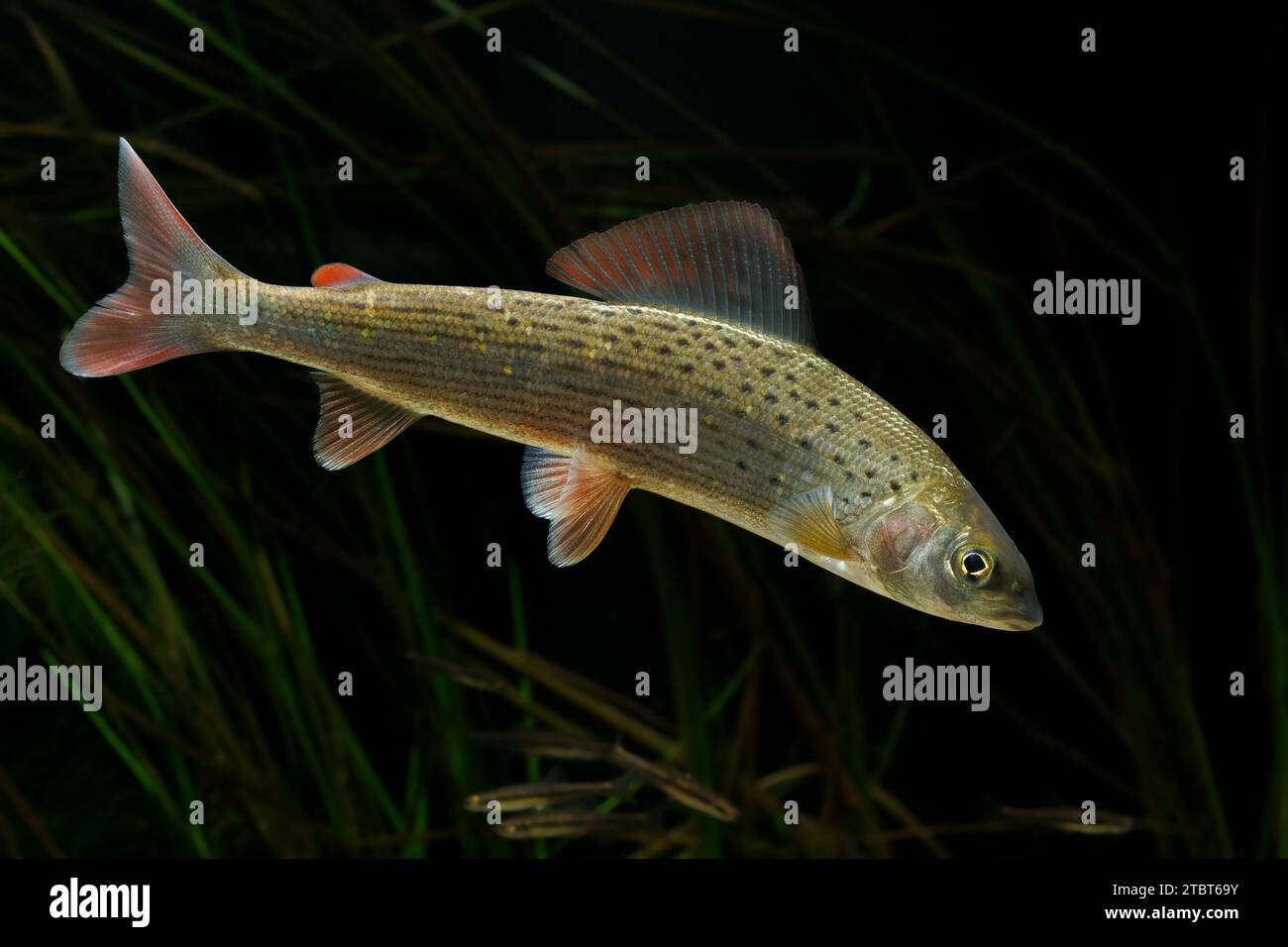 Thymallus thymallus Banque de photographies et d’images à haute ...