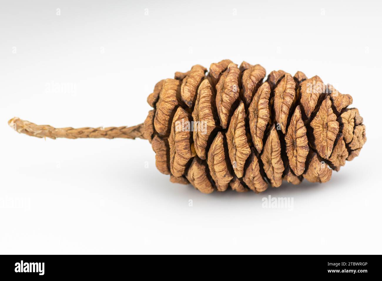 Cône de séquoia géant (Sequoiadendron giganteum) isolé sur fond blanc ...