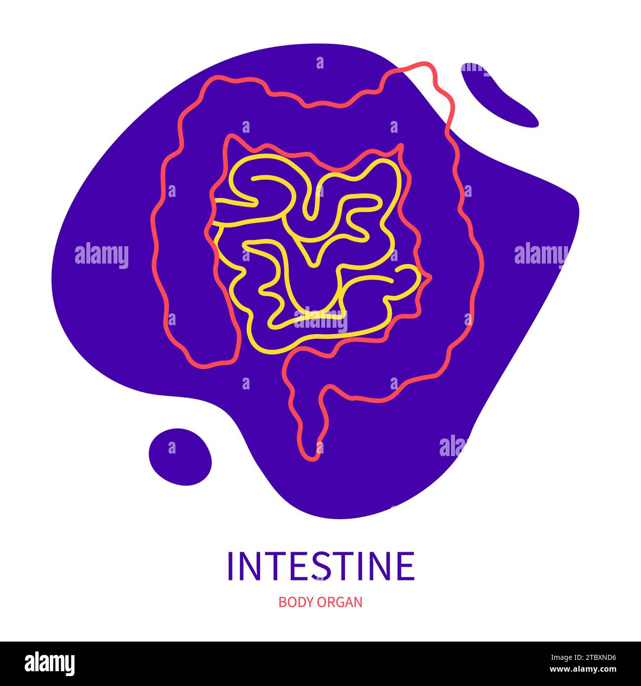 Diagram of the human small intestine Banque de photographies et d ...