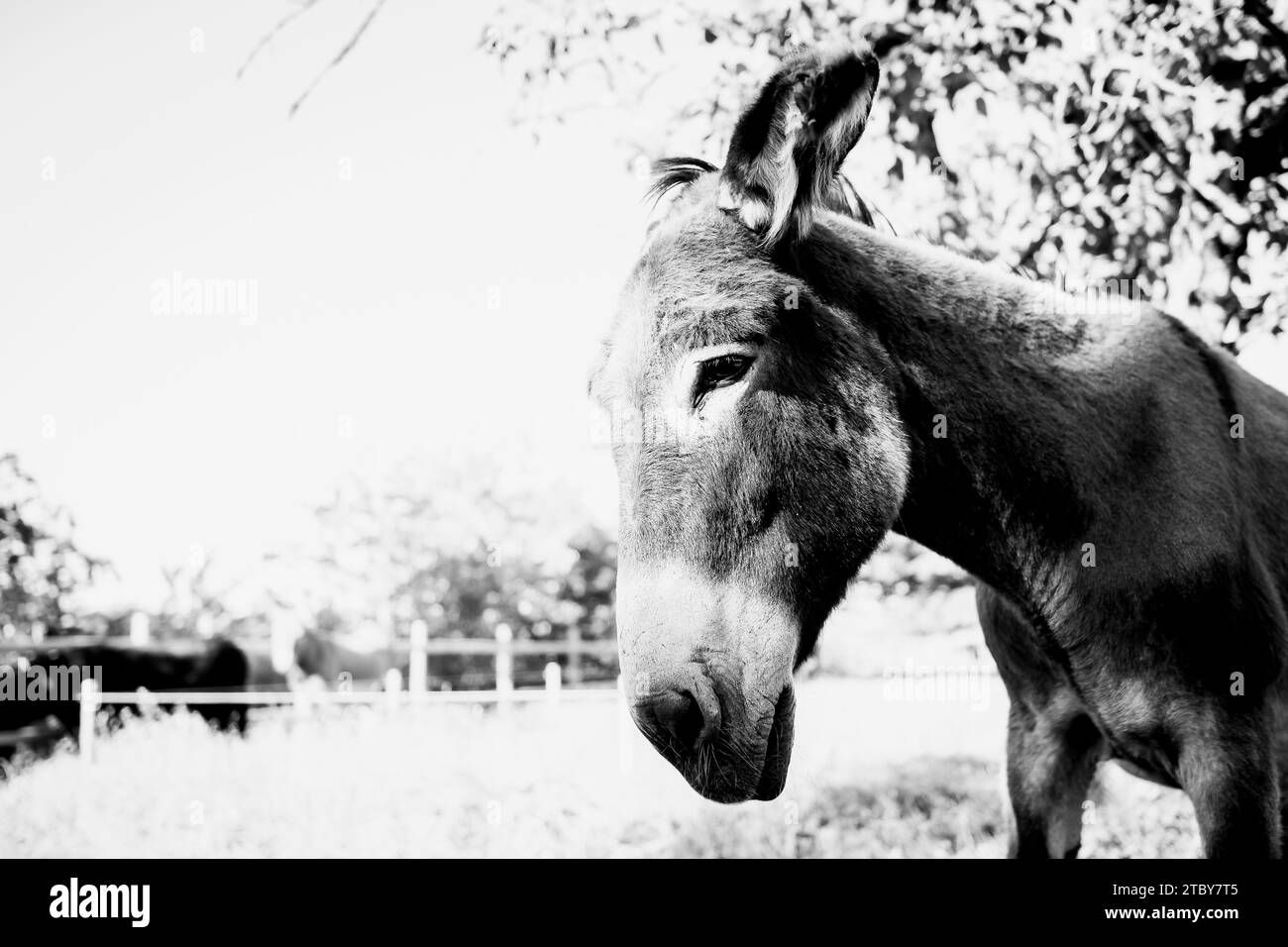 Donkey face portrait ears Banque d'images noir et blanc - Alamy