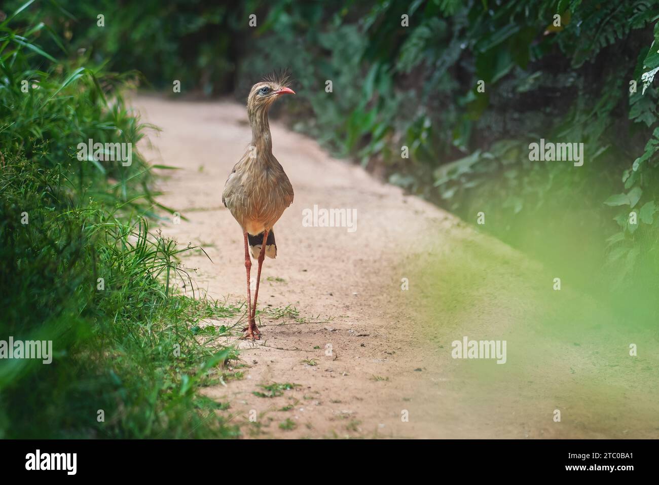 Seriema aux jambes rouges Banque de photographies et d’images à haute ...