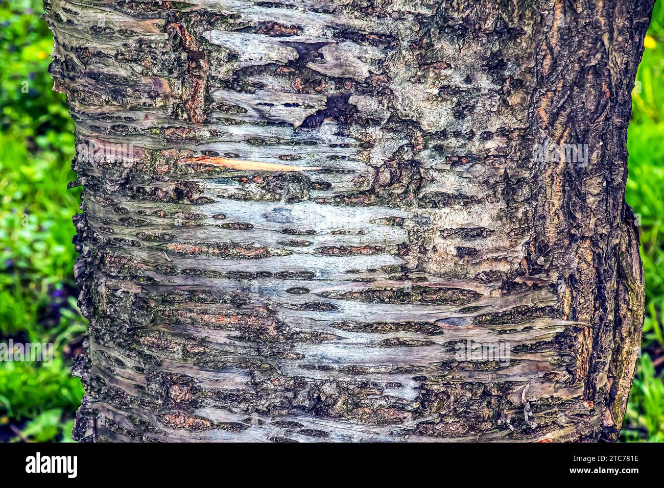 Sakura ou Prunus serrulata gros plan de l'écorce. La texture du tronc ...