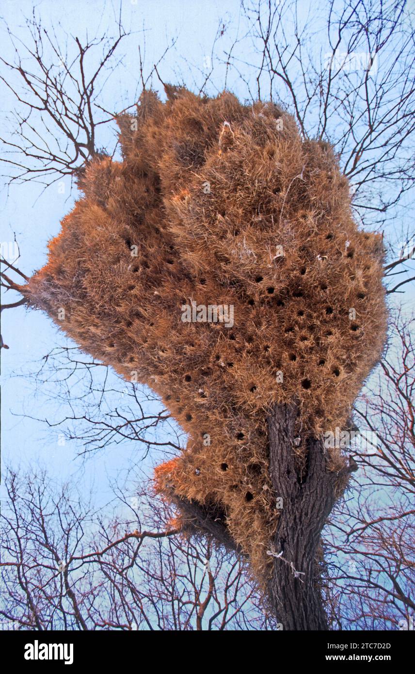 Site de nidification le tisserand sociable (Philetairus socius) est une ...