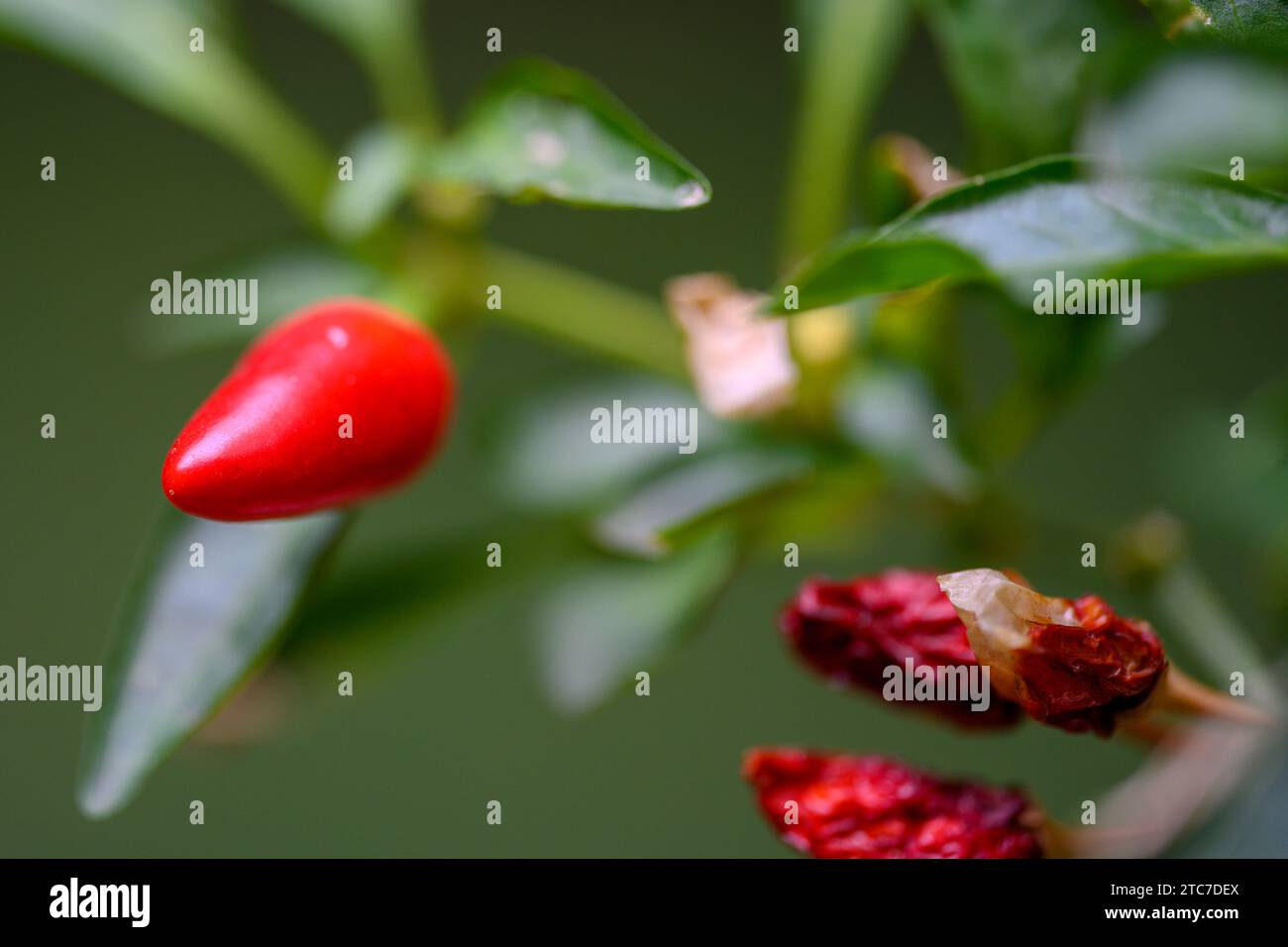 Piments sur un arbuste Banque de photographies et d’images à haute ...