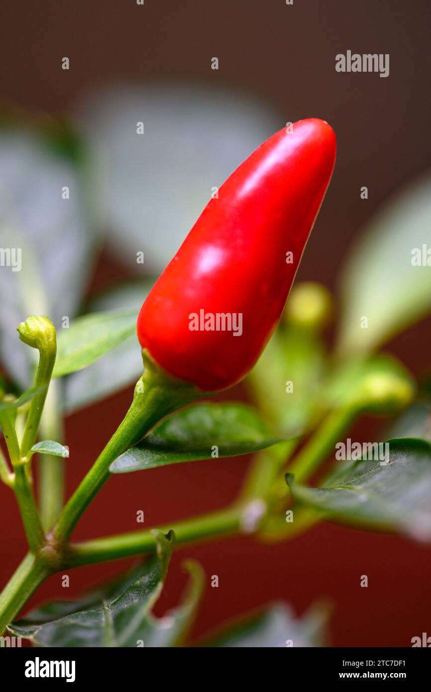 Piments sur un arbuste Banque de photographies et d’images à haute ...