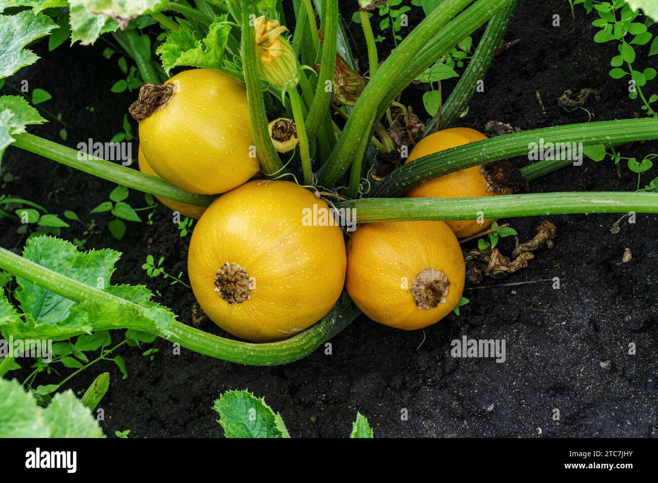 Courgette ronde jaune Banque de photographies et d’images à haute ...