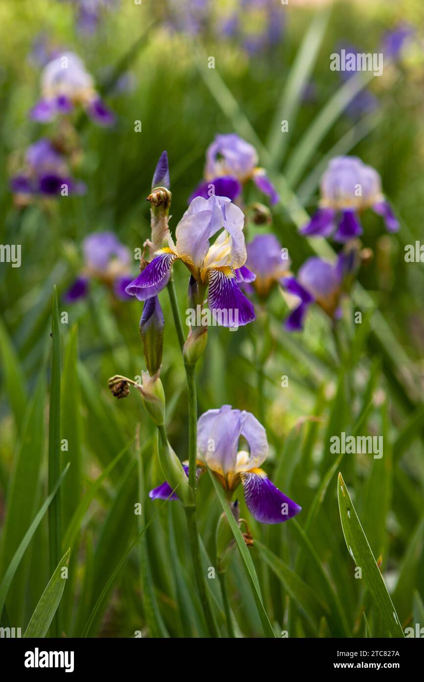 Iris algérien Banque de photographies et d’images à haute résolution ...