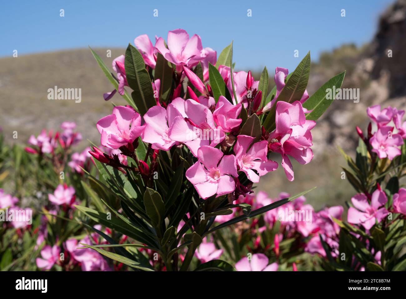 Le Laurier rose (Nerium oleander) est un arbuste toxique ou un petit ...