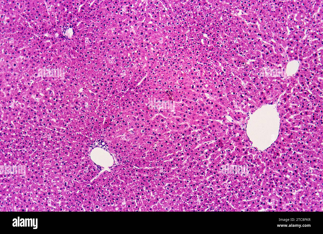 Human hepatocytes Banque de photographies et d’images à haute ...