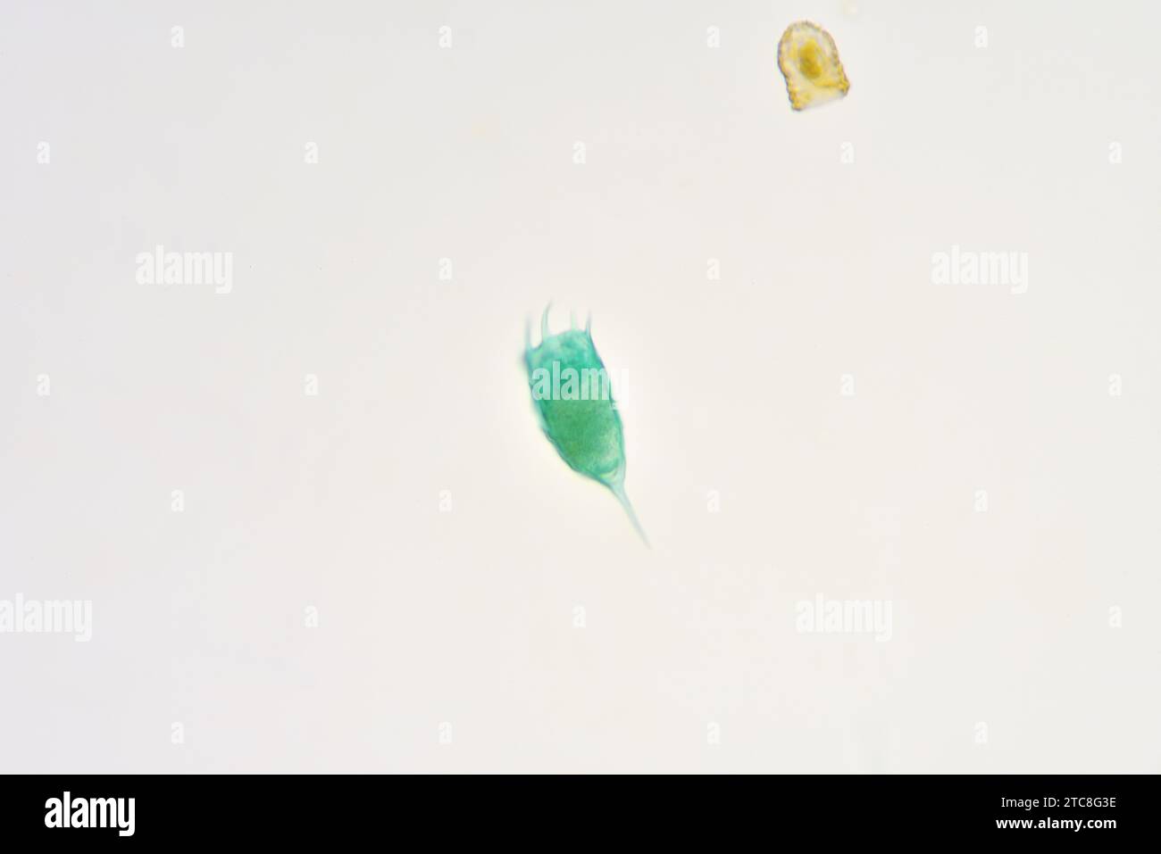 Zooplankton microscope Banque de photographies et d’images à haute ...