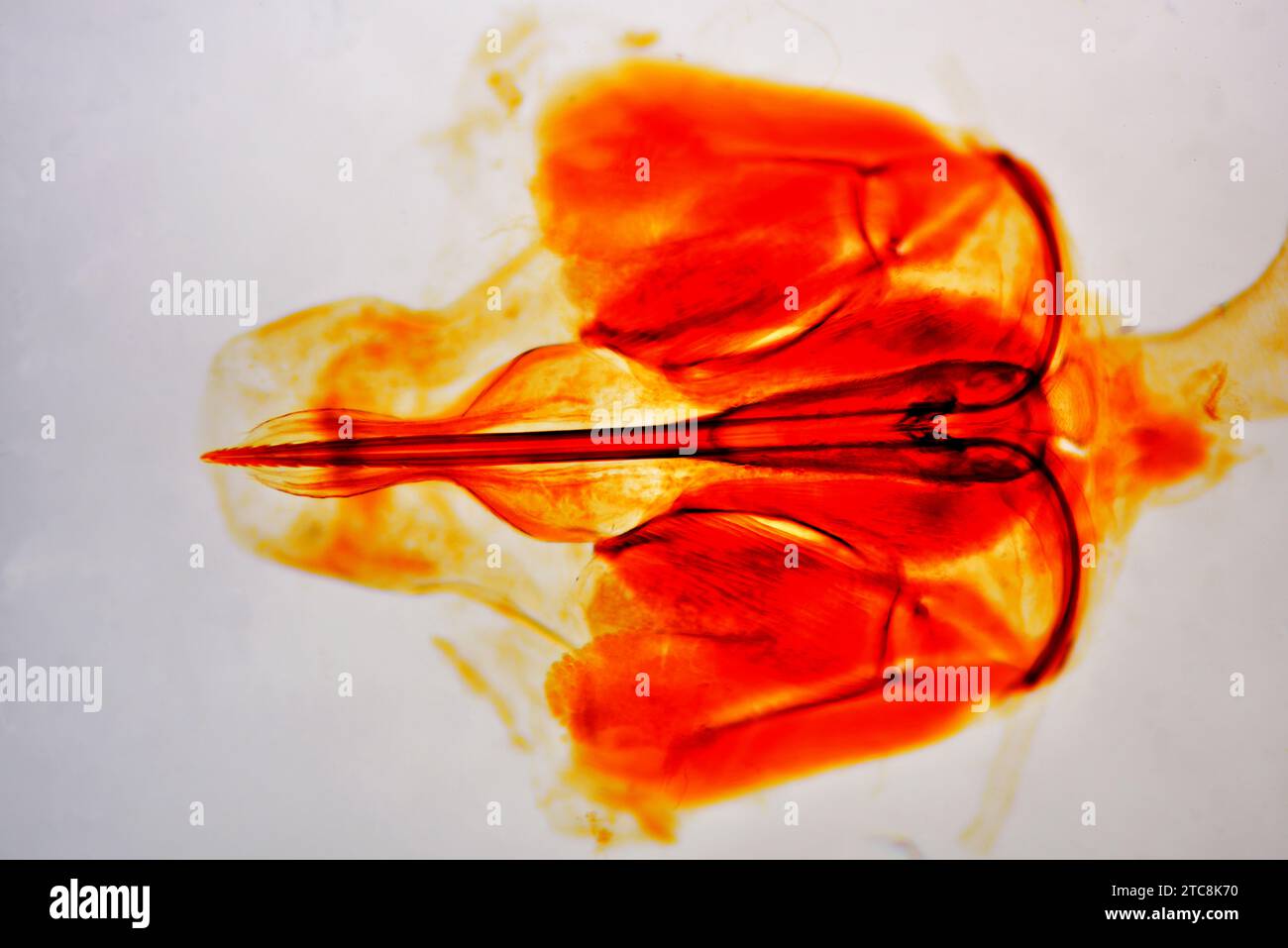Détail d'abeille (Apis mellifera) montrant une piqûre et une glande ...