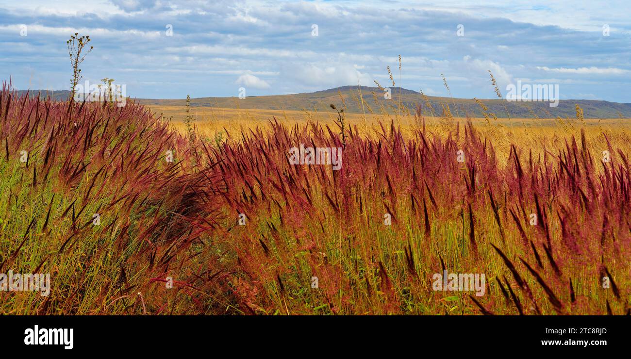 Melinis minutiflora Banque de photographies et d’images à haute ...
