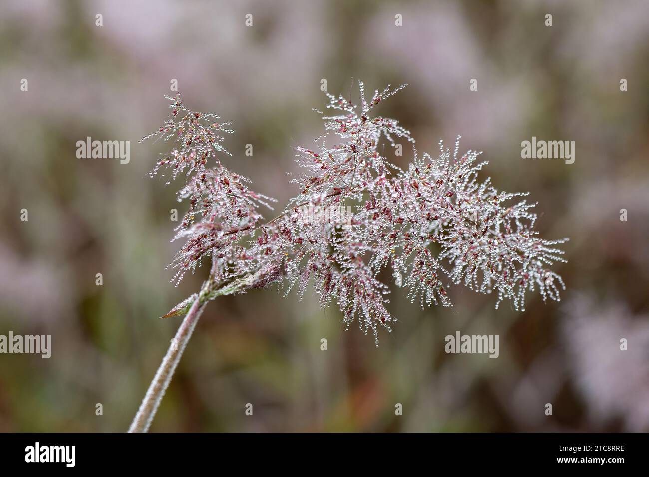 Melinis minutiflora Banque de photographies et d’images à haute ...