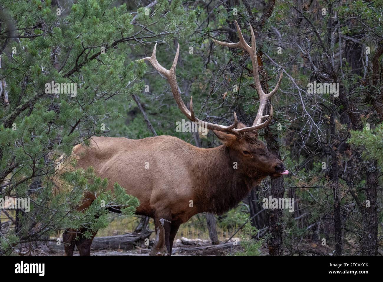 Élan des montagnes Rocheuses (Cervus elaphus nelsoni) avec jeune veau ...