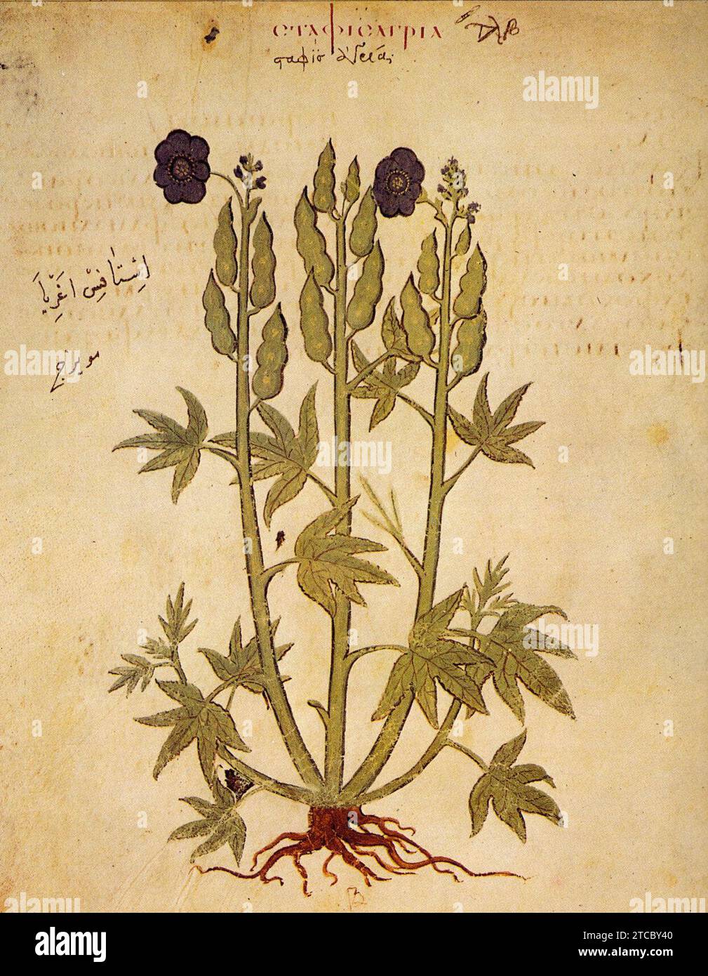 Agria historique Banque de photographies et d’images à haute résolution ...