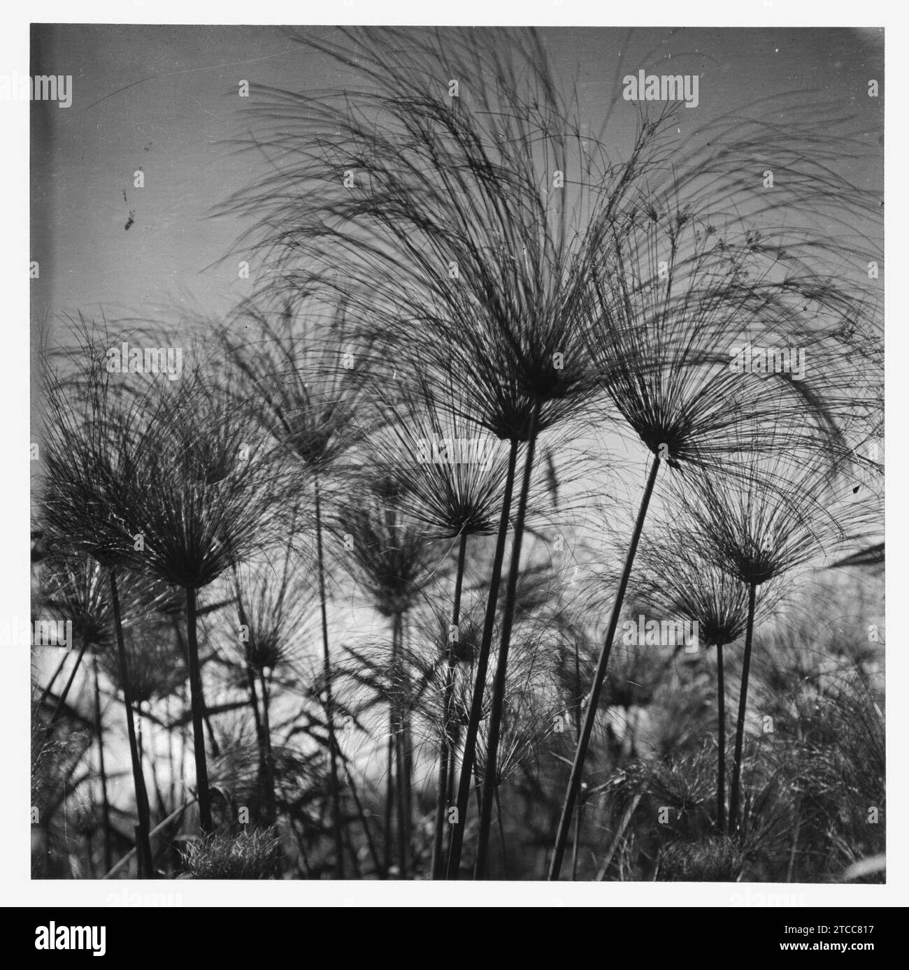 Fleurs de papyrus Banque d'images noir et blanc - Alamy