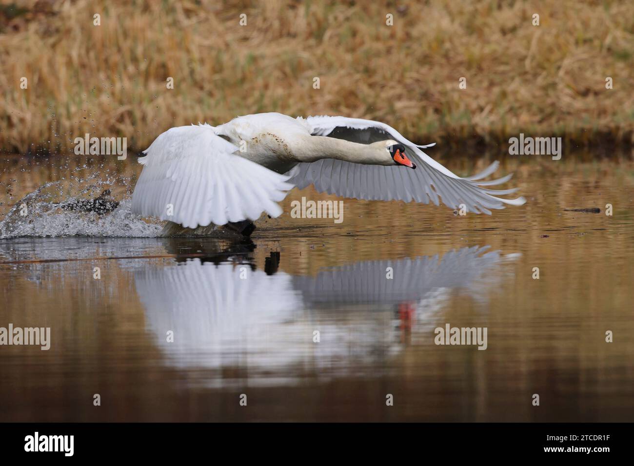 Mâle cygne muet en colère Banque de photographies et d’images à haute résolution - Alamy