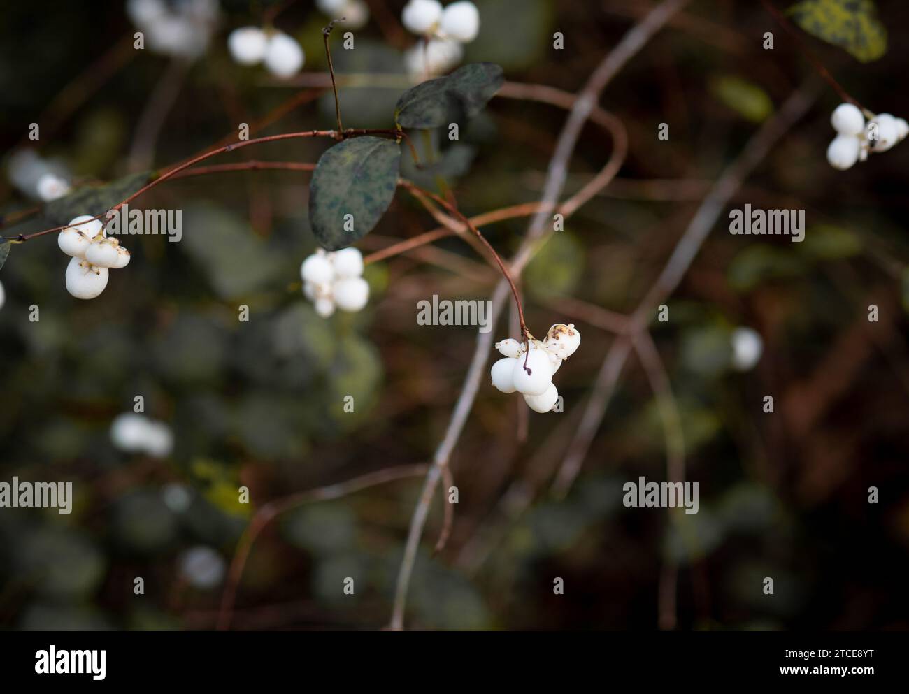 Symphorine blanche Banque de photographies et d’images à haute ...