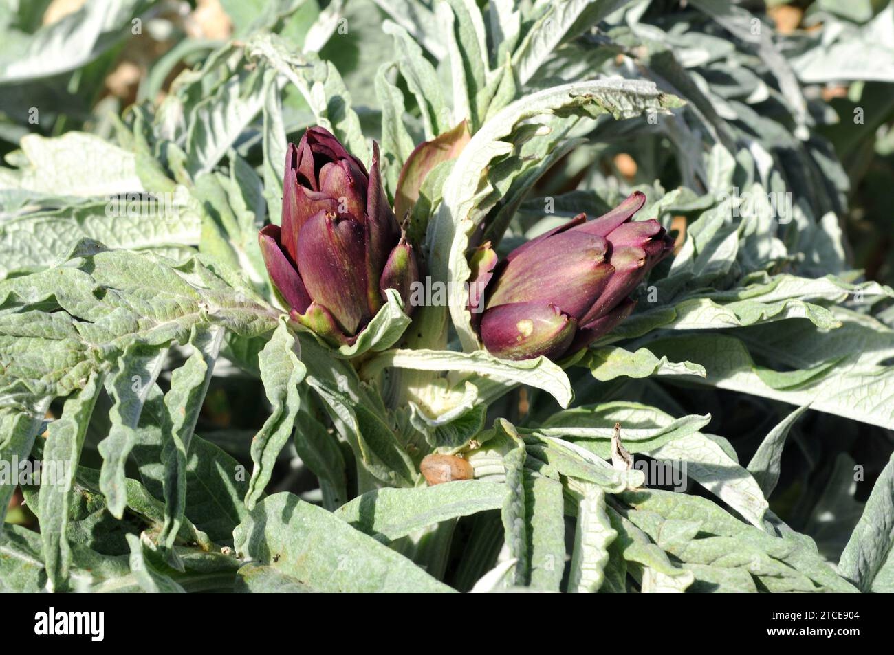 L'artichaut du globe (Cynara scolymus ou Cynara cardunculus scolymus ...