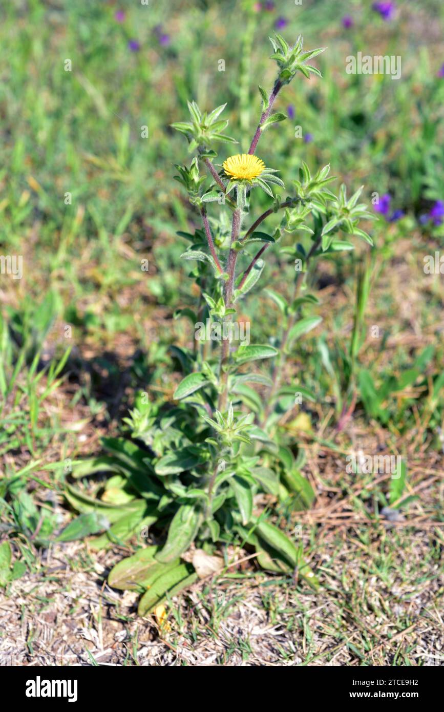 Asteriscus spinosus Banque de photographies et d’images à haute résolution - Alamy