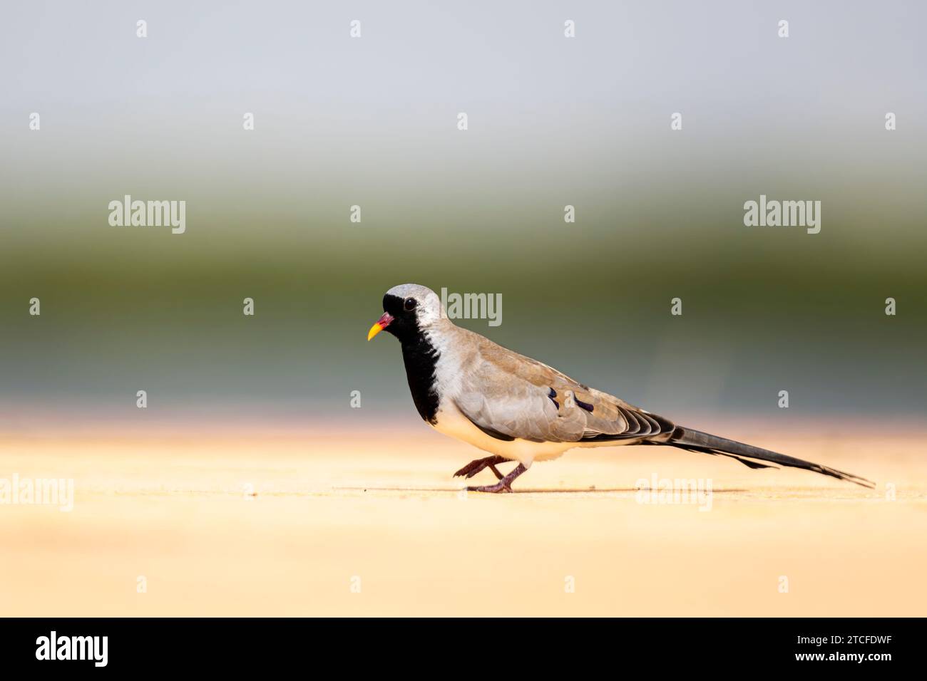 Oena capensis Banque de photographies et d’images à haute résolution ...