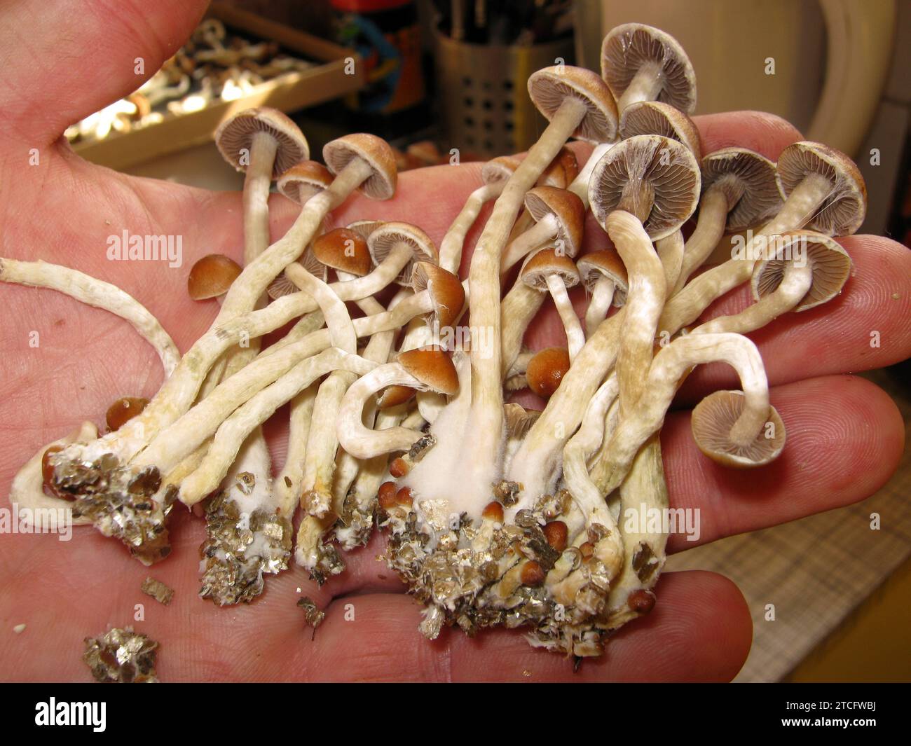 Psilocybin cubensis Banque de photographies et d’images à haute ...