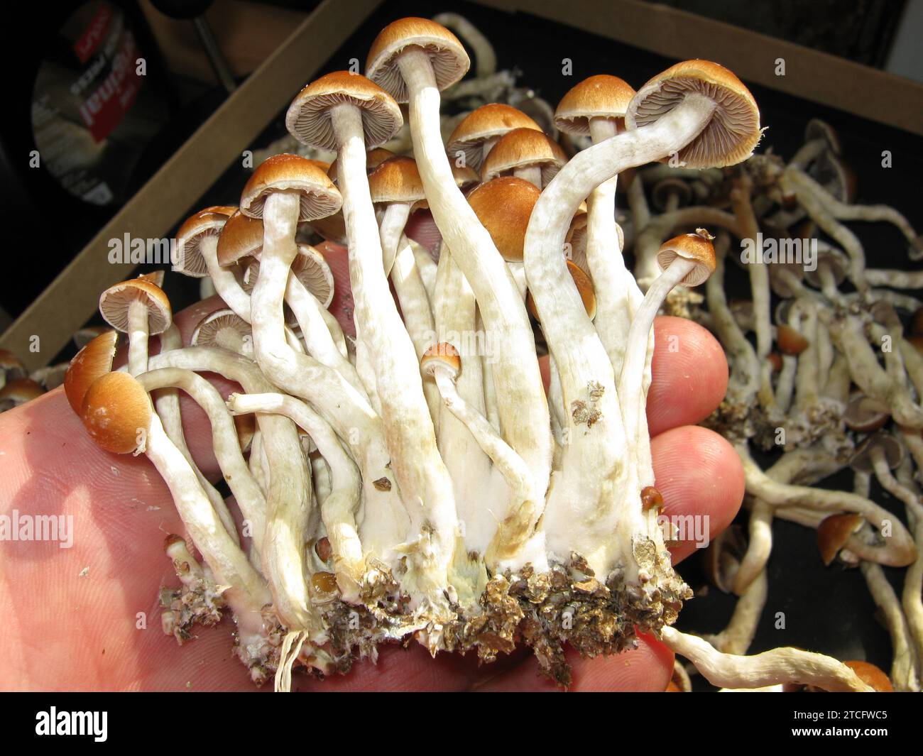 Psilocybin cubensis Banque de photographies et d’images à haute ...