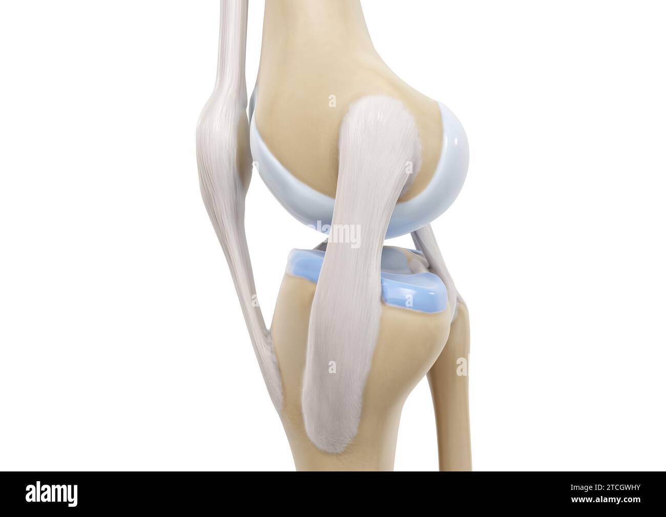 Illustration de l'anatomie du genou humain avec ligaments dans une vue ...