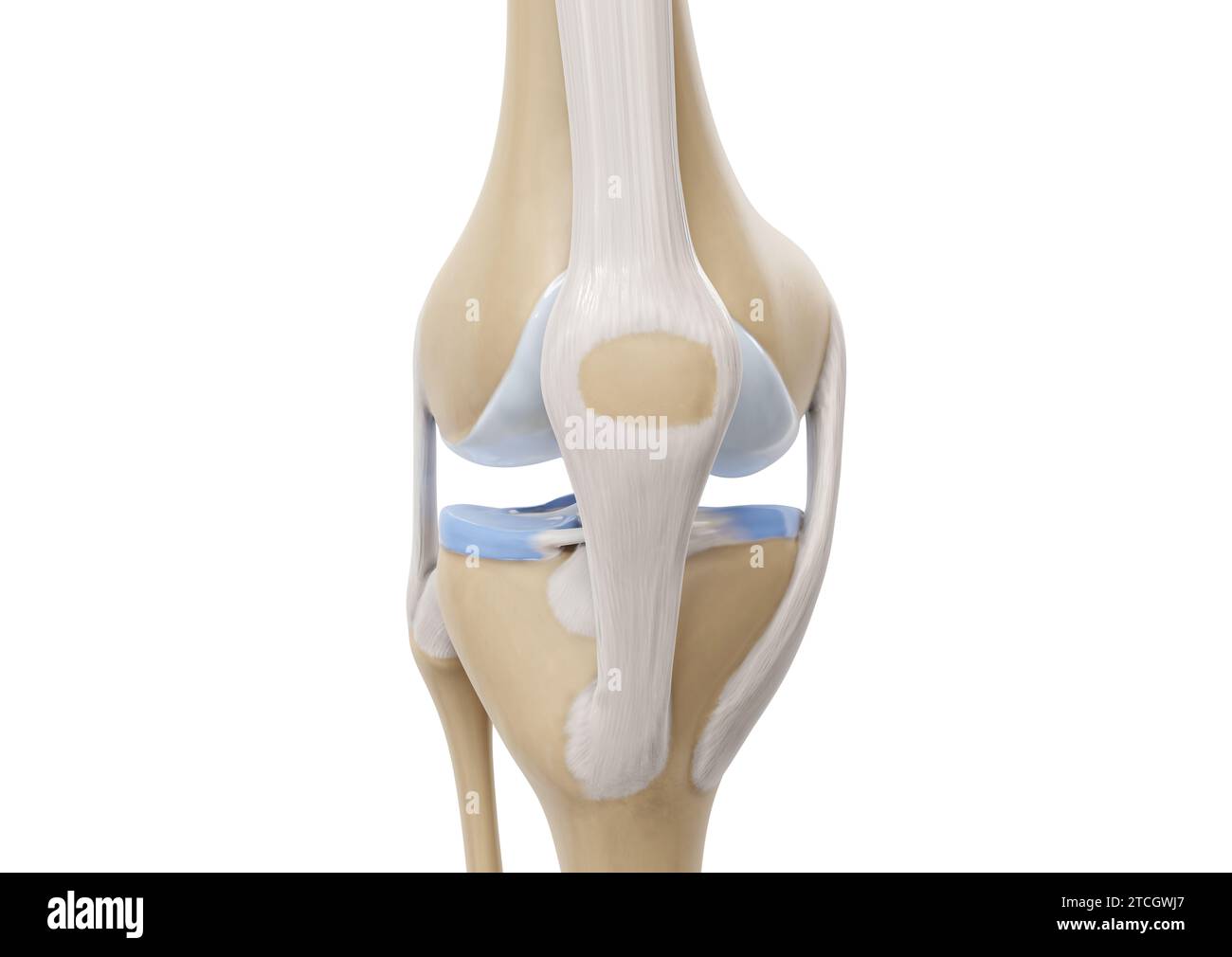 Illustration de l'anatomie du genou humain avec ligaments dans une vue ...