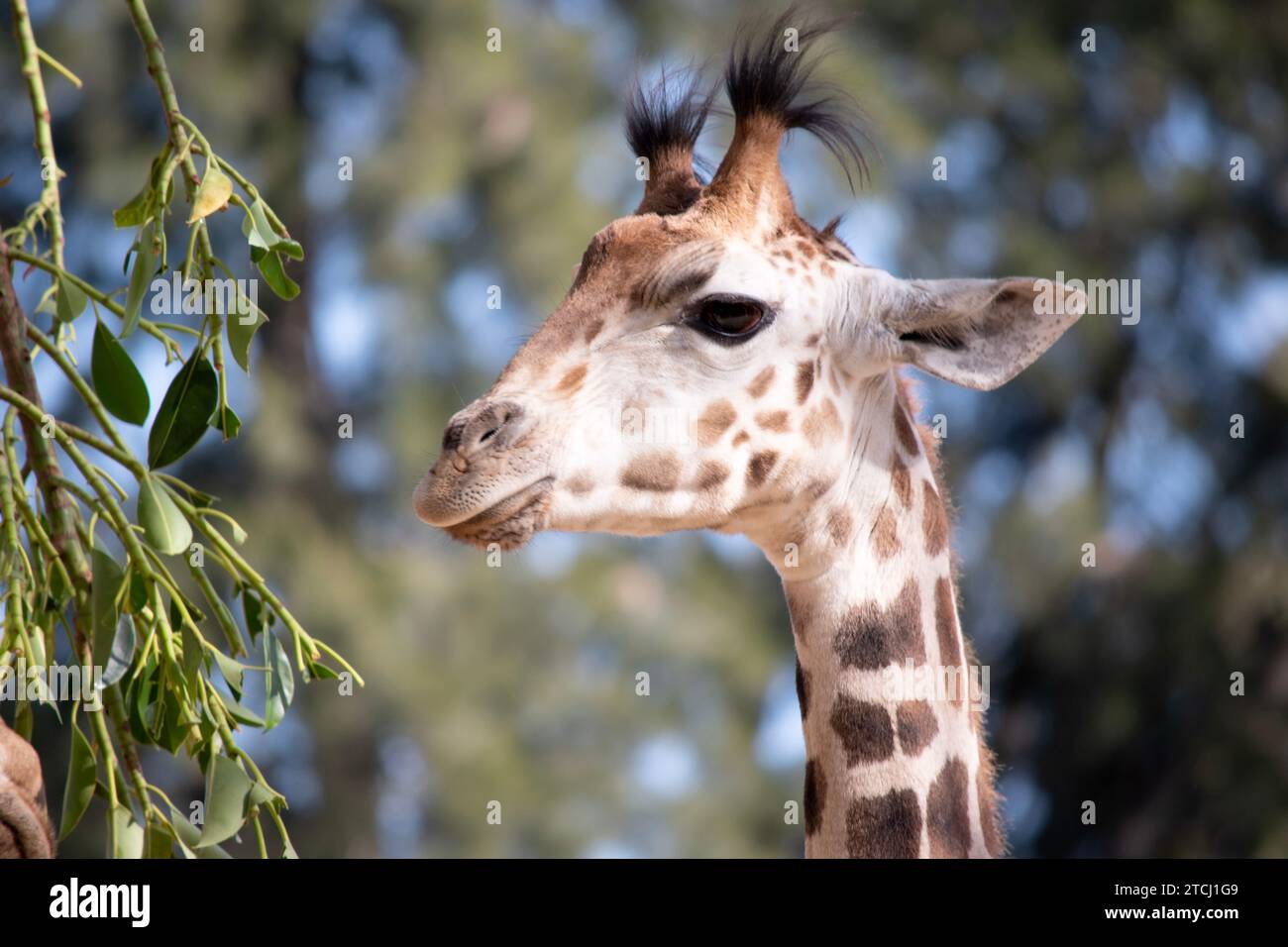 La girafe est la plus haute de tous les mammifères. Les jambes et le ...