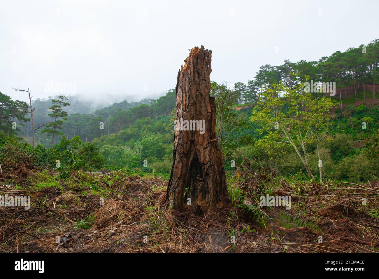 Tronc d'arbre de pin mort Banque de photographies et d’images à haute ...