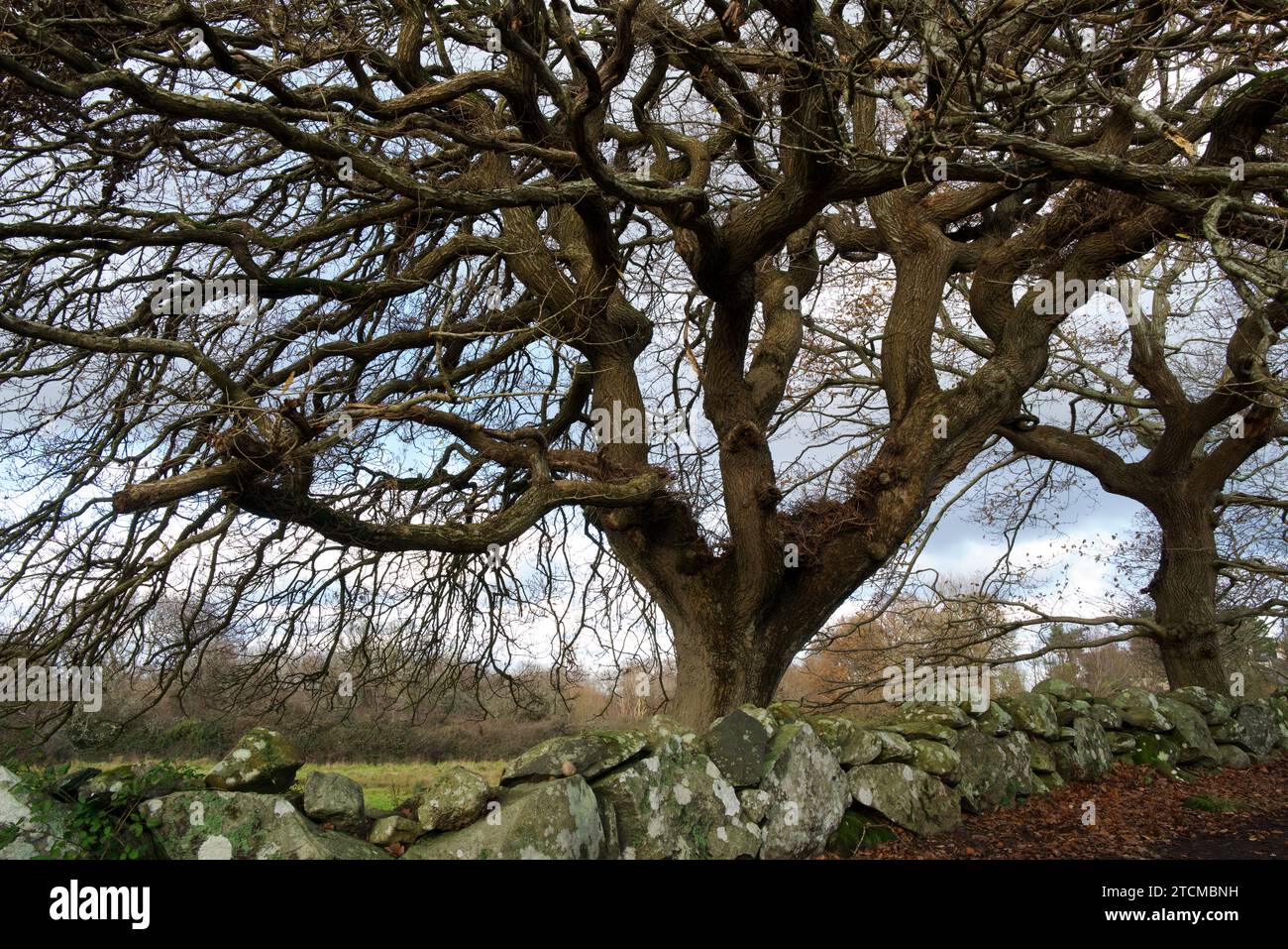 Cet étrange chêne alambiqué se trouve dans le nord du pays de Galles ...