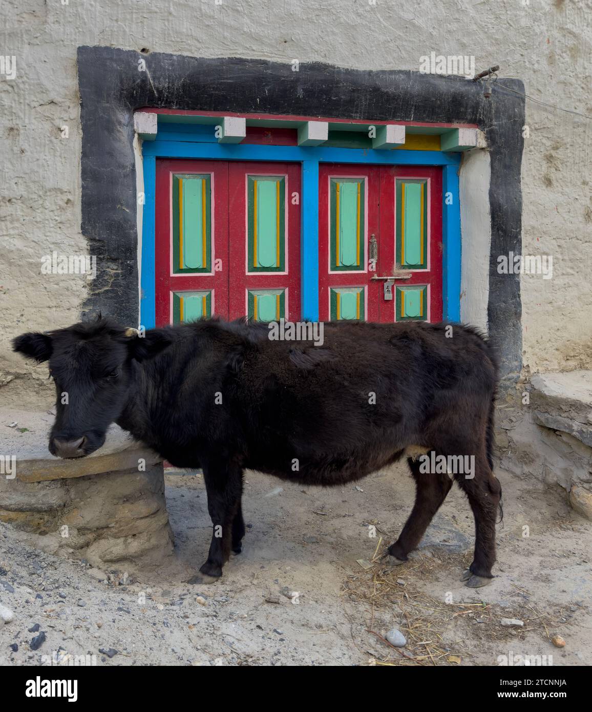 Himalayan cow Banque de photographies et d’images à haute résolution ...