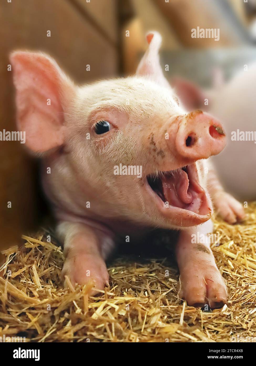 Humour de cochon Banque de photographies et d’images à haute résolution ...