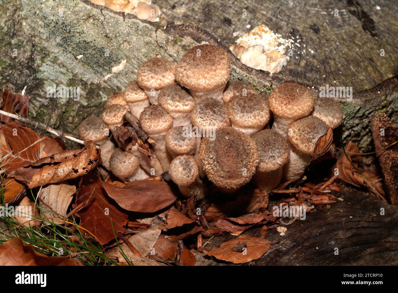 Armillaria ostoyae ou Armillaria solidipes est un champignon pathogène ...