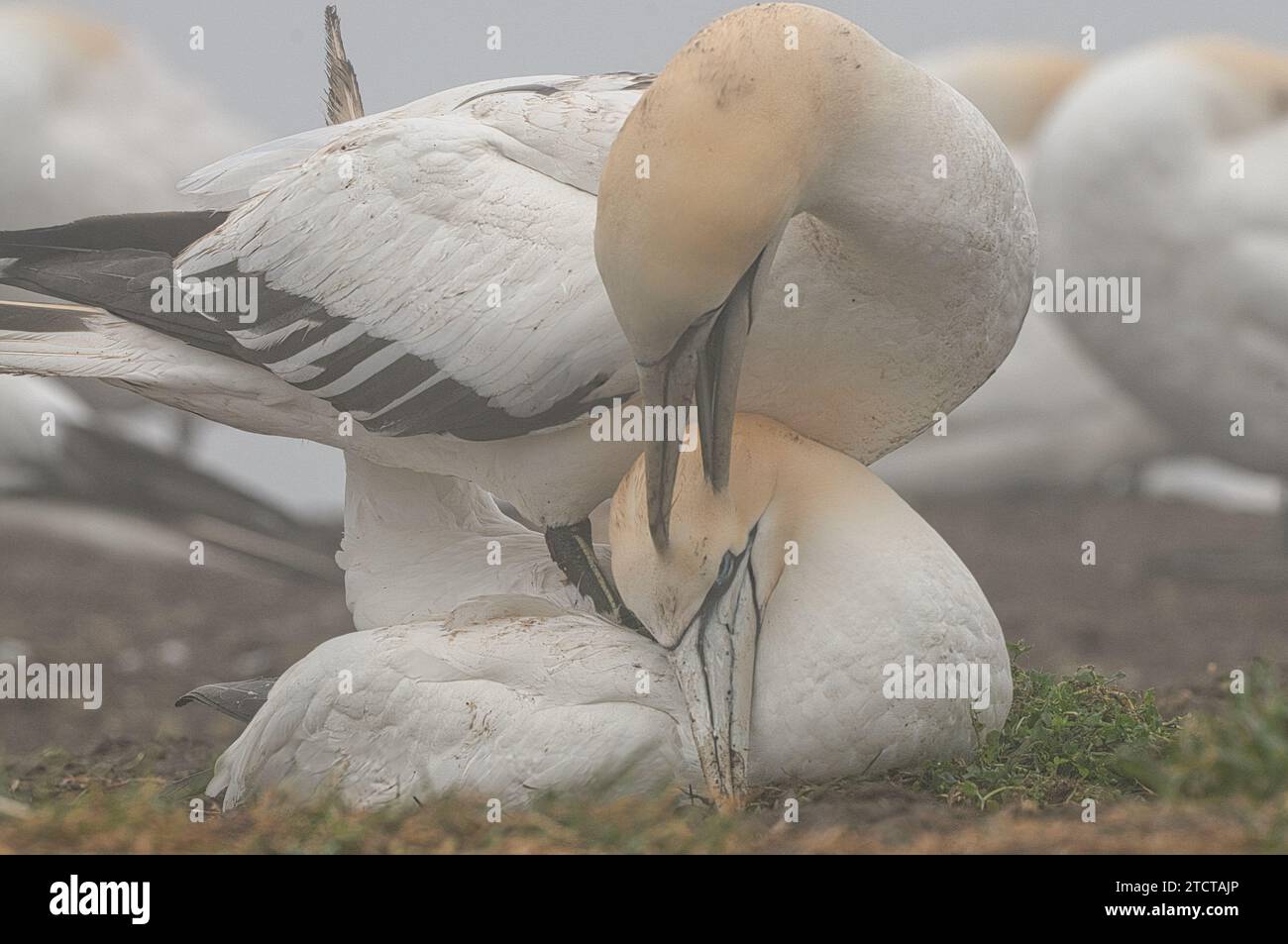 Accouplement au printemps Banque de photographies et d’images à haute ...